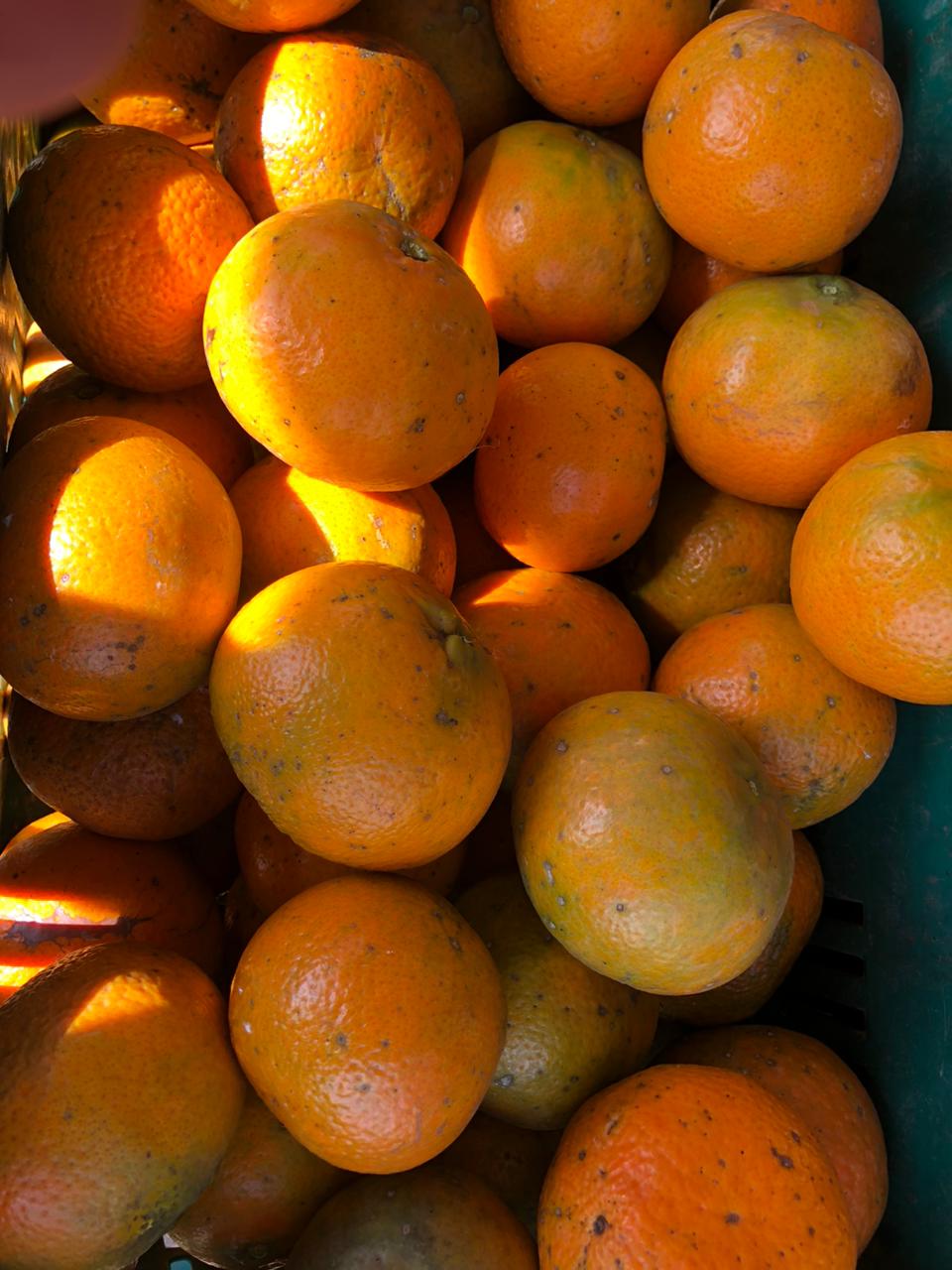 Bergamota, Ponkan, Mimosa: conheça as várias identidades da tangerina