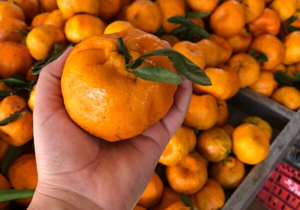 Bergamota, Ponkan, Mimosa: conheça as várias identidades da tangerina